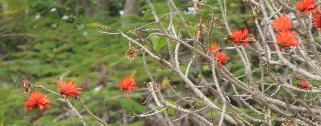 Common Coral Tree from Kruger Park Lodge, Hazyview, 1242, South Africa ...