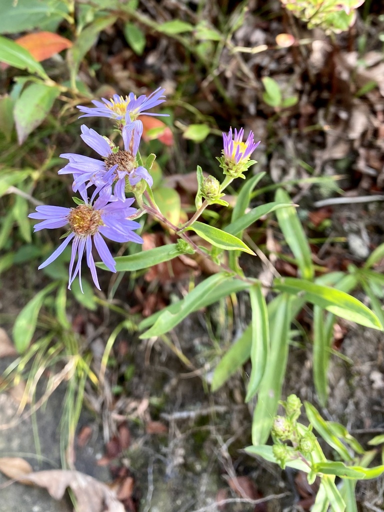 Creeping Aster from Appalachian Trail, Blairsville, GA, US on August 23 ...