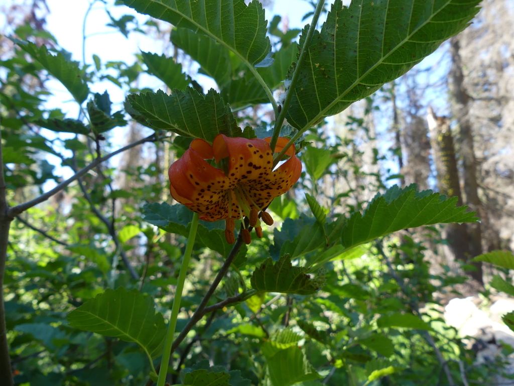 Leopard Lily from Trinity County, CA, USA on July 24, 2023 at 11:09 AM ...