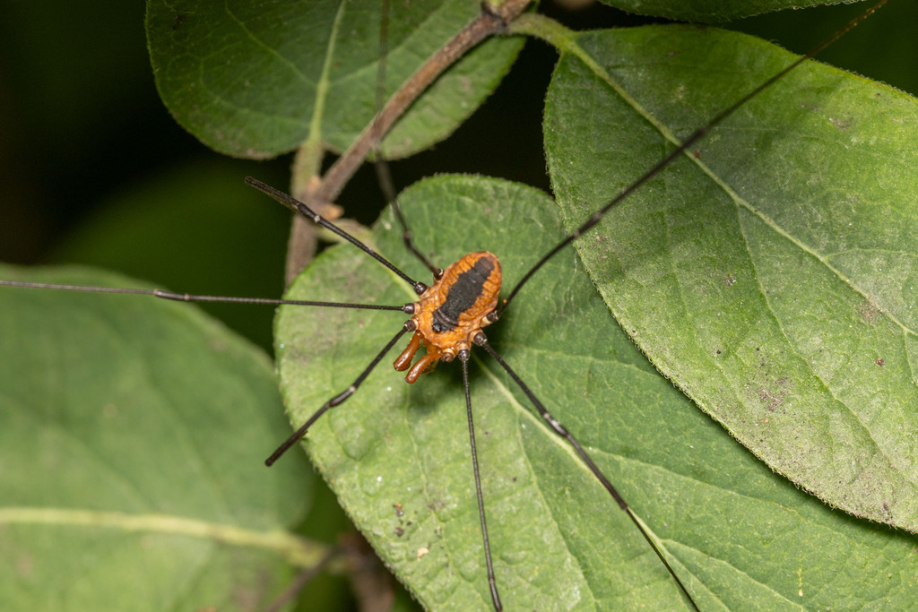 Eastern Harvestman from Williams Bay, WI, USA on August 16, 2023 at 01: ...