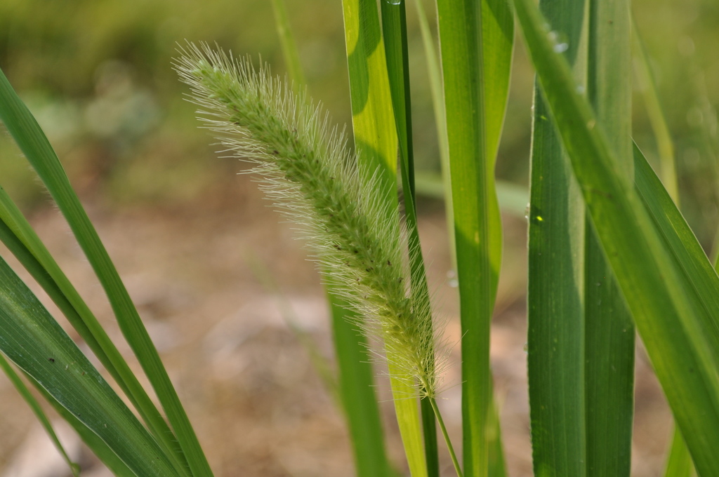 Giant foxtail (Plants of Overton Park's Old Forest, Memphis, TN ...