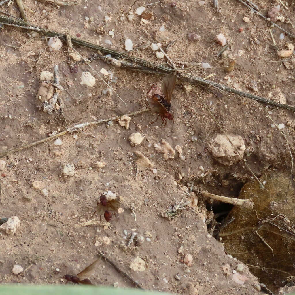 Desert Leaf-cutter Ant from Sierra Vista Southeast, AZ, USA on August ...