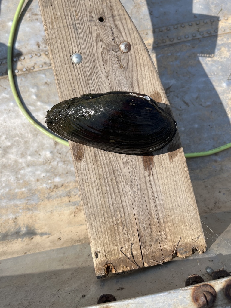 Black Sandshell from Somerset, WI, US on August 23, 2023 at 02:57 PM by ...