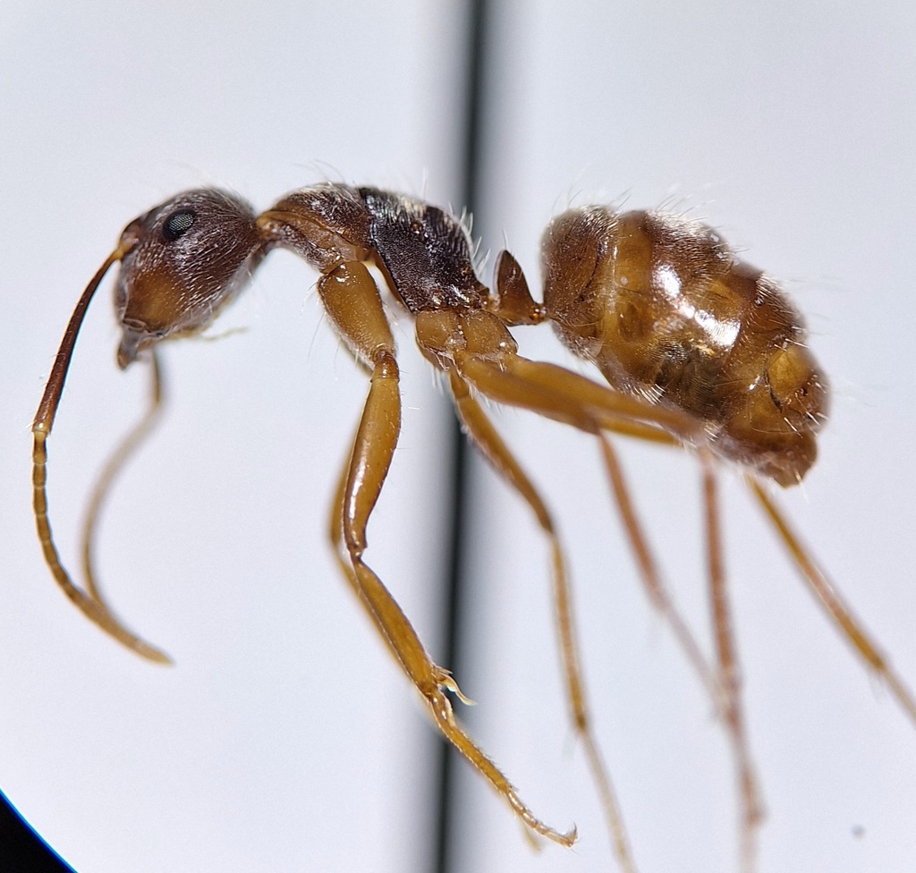 Myrmobrachys from 8JG3+732, Orellana, Ecuador on September 1, 2017 at ...