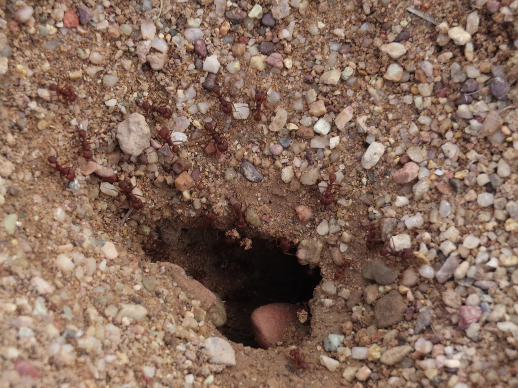 Desert Leaf-cutter Ant from Sierra Vista Southeast, AZ, USA on August ...