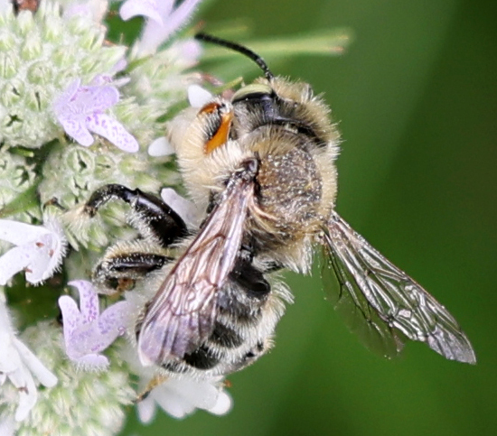 Broad-handed Leafcutter from Shepard Settlement, Onondaga County, NY ...
