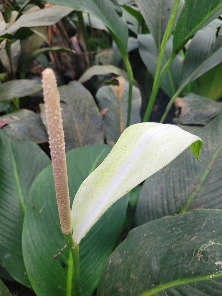 Peace Lily from Tame, Arauca, Colombia on August 23, 2023 at 11:32 AM ...