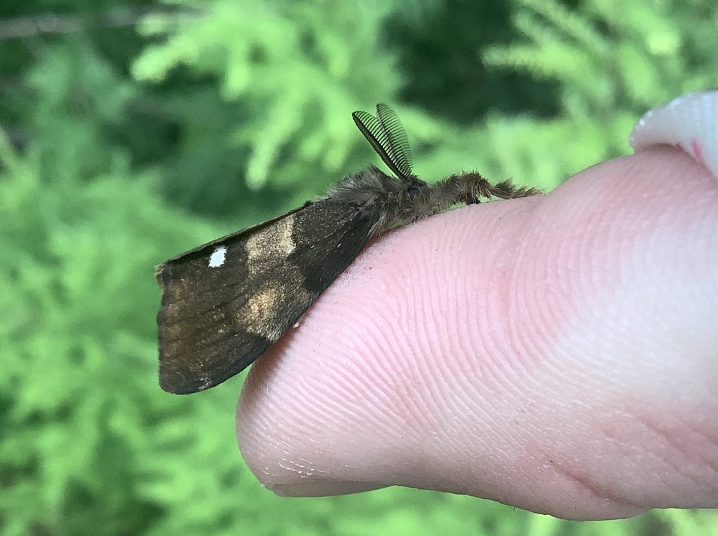 Rusty Tussock Moth from Revillagigedo Island, Ketchikan, AK, US on ...