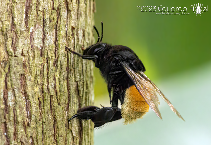 Eulaema polychroma from Huejutla de Reyes, Hgo., México on December 19 ...