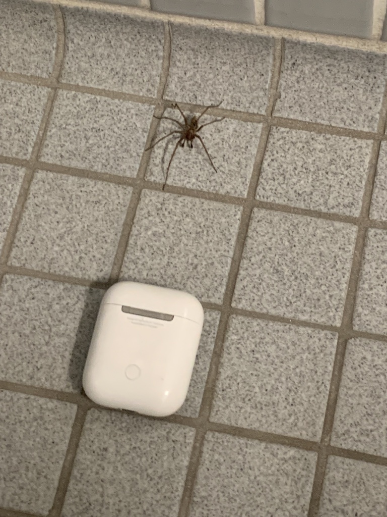 Giant House Spider from Gonzaga University, Spokane, WA, US on August ...