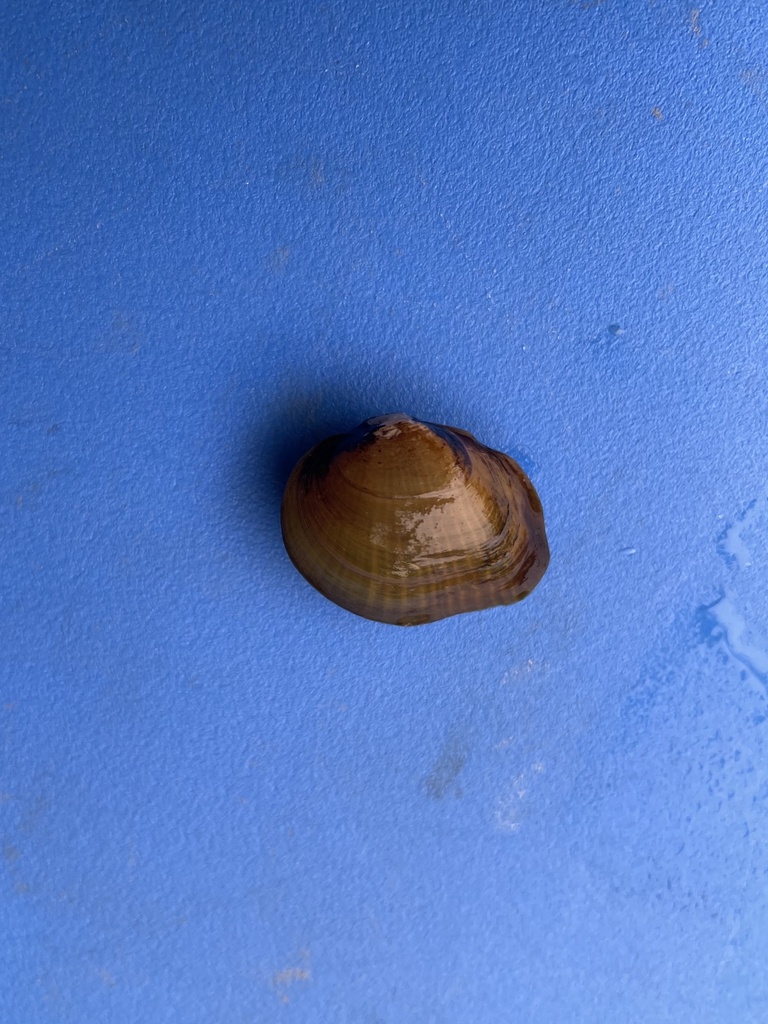 Northern Riffleshell in August 2023 by Yianni Laskaris · iNaturalist