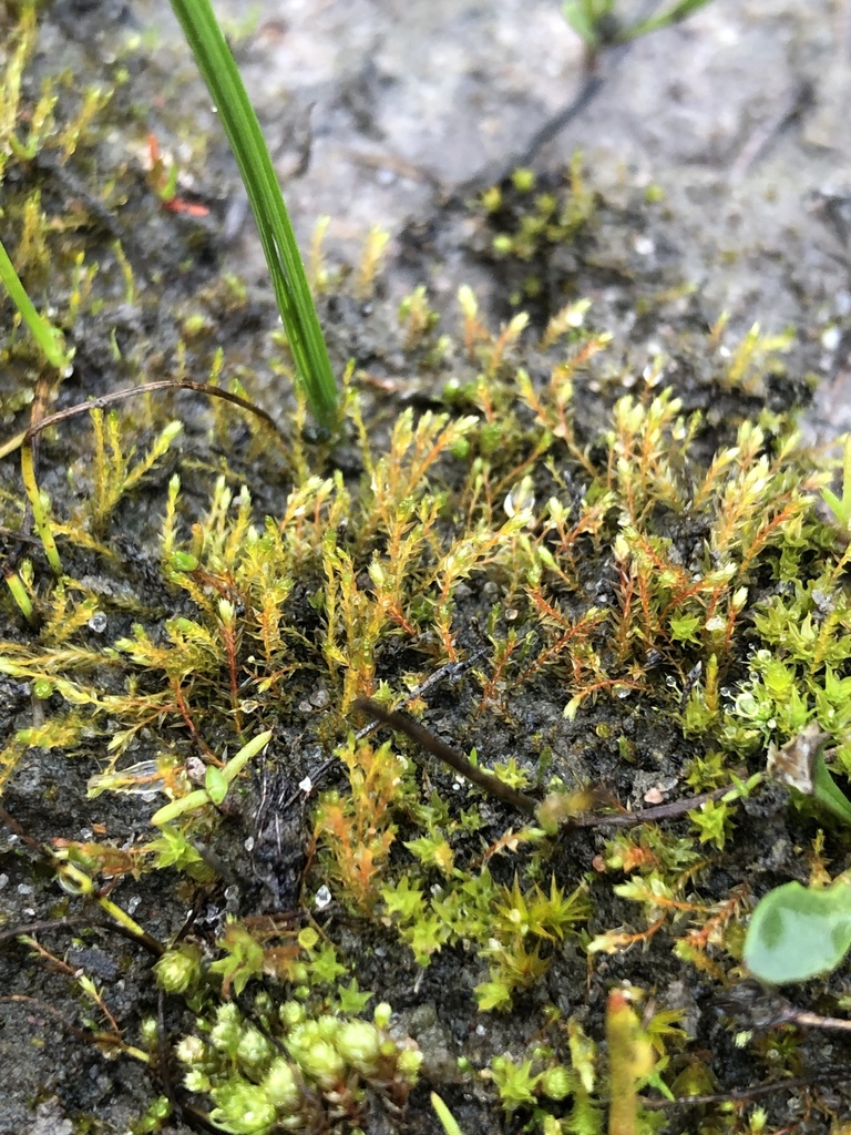 mosses from Ngarkat Conservation Park, Parrakie, SA, AU on August 20 ...