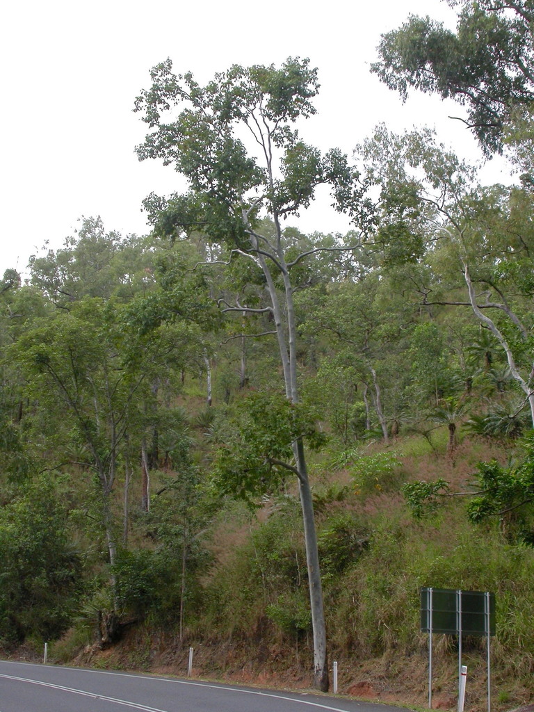cadaghi from Lamb Range QLD 4870, Australia on May 24, 2007 at 10:10 AM ...