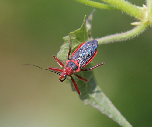 Rhynocoris mendicus · iNaturalist United Kingdom