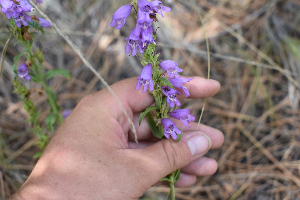 Mount Graham beardtongue from Apache County, AZ, USA on August 9, 2023 ...