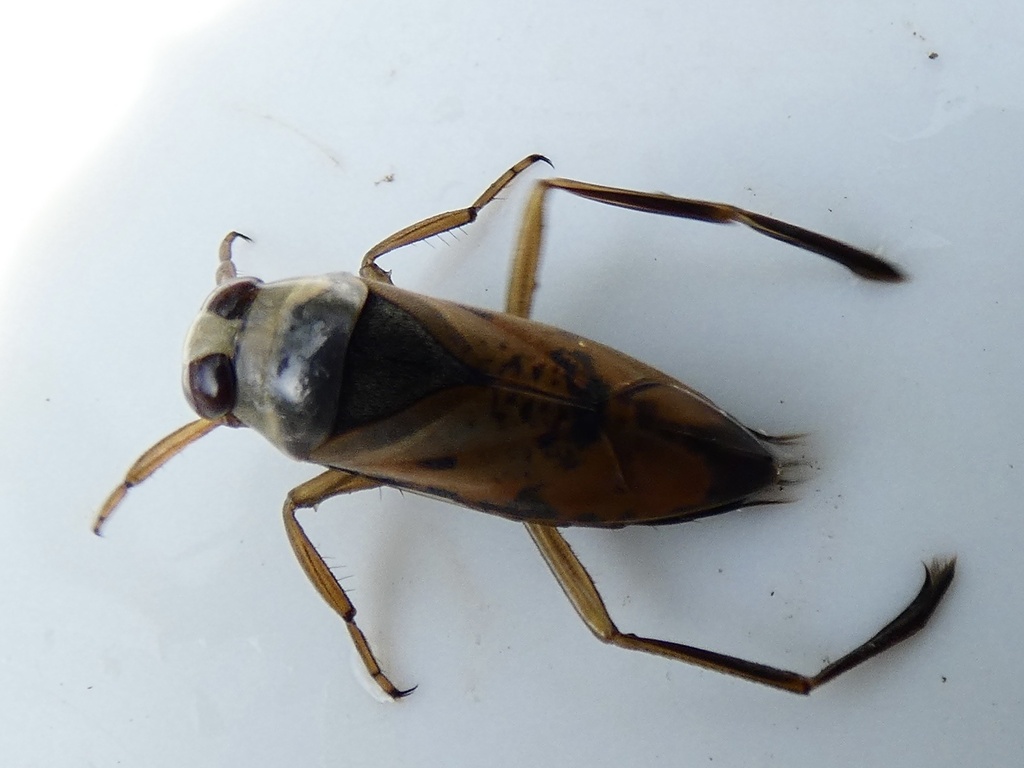Greater Water Boatman from Duke's Ward, Sefton, England, GB on August 8 ...