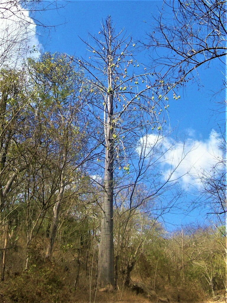 Jacaratia mexicana from 39923 Sabanillas, Gro. on January 11, 2008 at ...
