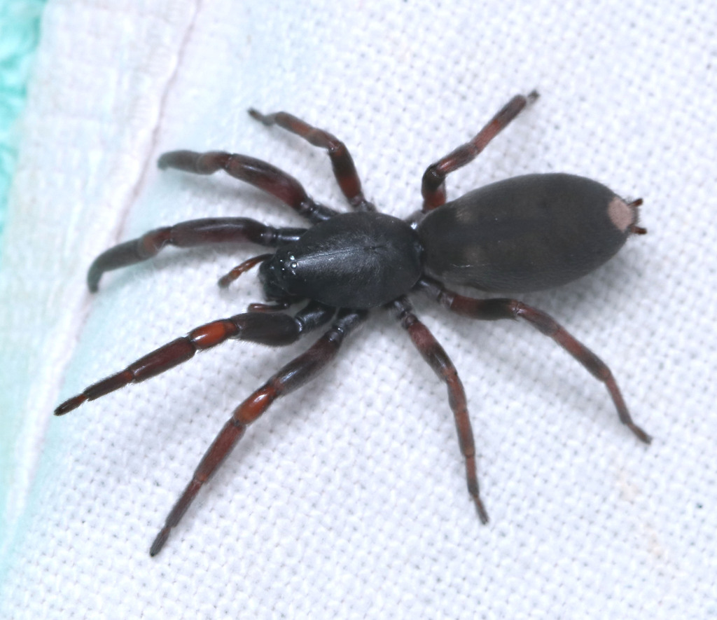 White-tailed Spiders in July 2023 by juliegraham173 · iNaturalist