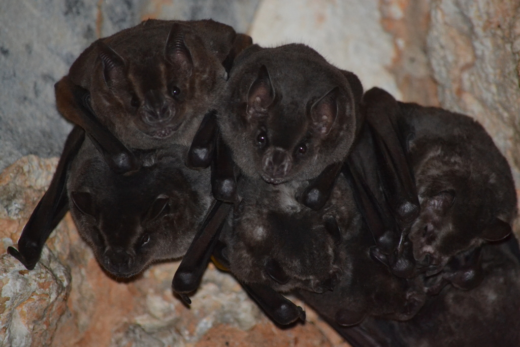 Dark Fruit-eating Bat (Artibeus obscurus) - Know Your Mammals
