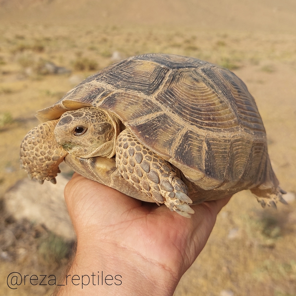 Greek Tortoise in June 2022 by Reza pirhadi · iNaturalist