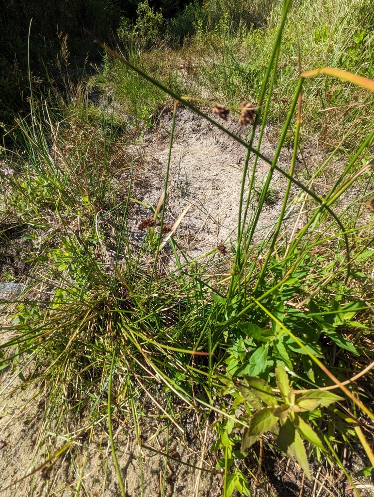 brownish beaked-rush from Plymouth, MA 02360, USA on August 23, 2023 at ...