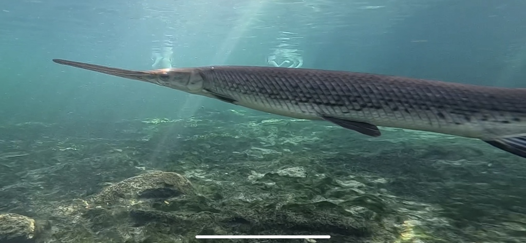 Longnose Gar from Blue Spring State Park, Orange City, FL, US on August ...