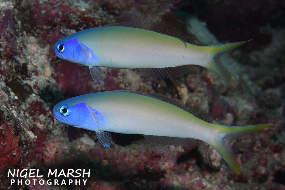 Bluehead Tilefish from Kavieng, PG-NI, PG on August 17, 2023 at 11:51 ...