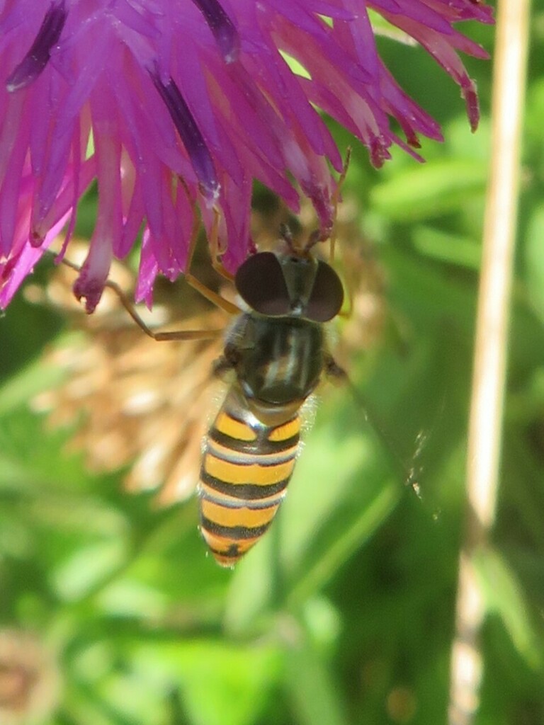 Marmalade Hover Fly from Garrigill, Cumbria, UK on August 23, 2023 at ...