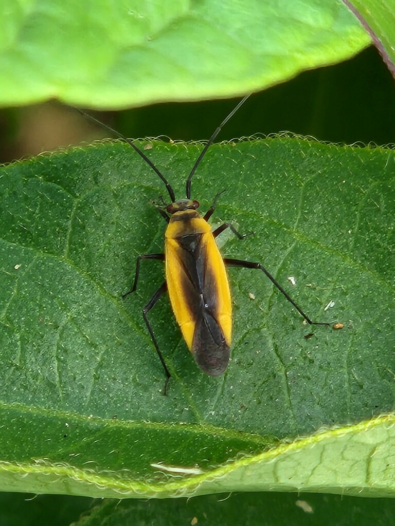 Scarlet Plant Bugs from Howard County, MD, USA on August 22, 2023 at 08 ...