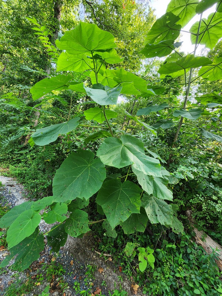 princess tree from Howard County, MD, USA on August 22, 2023 at 09:32 ...