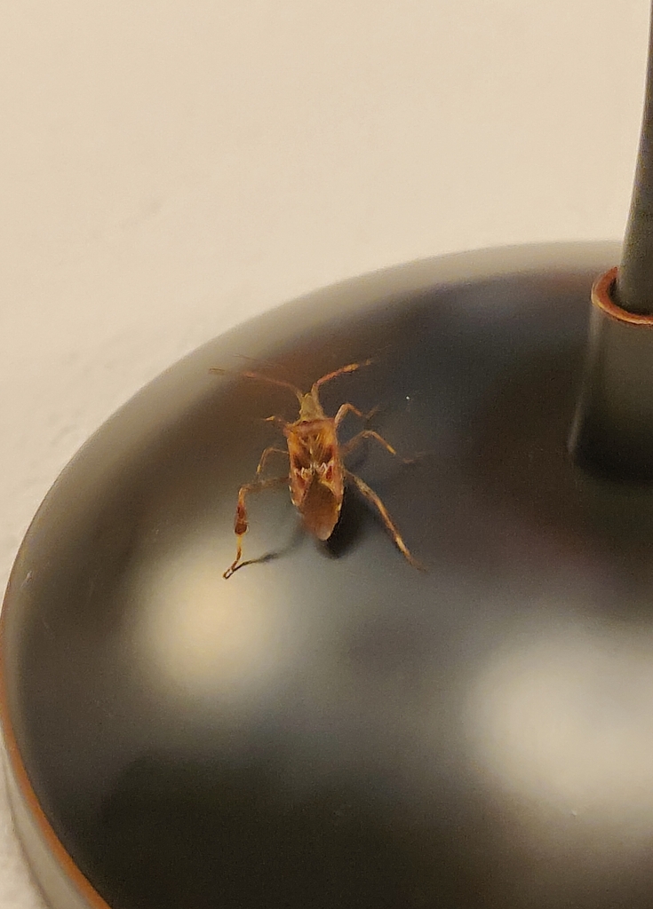 Western Conifer Seed Bug from Renton, WA 98058, USA on August 21, 2023 ...
