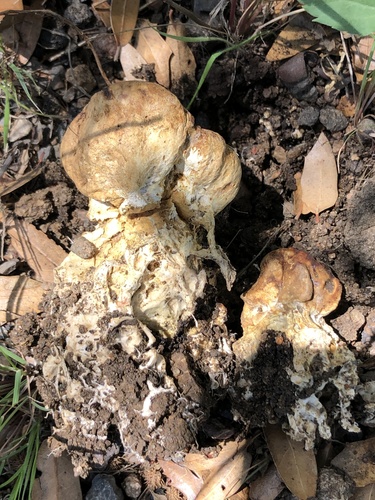 Popoctzi (Scleroderma laeve)