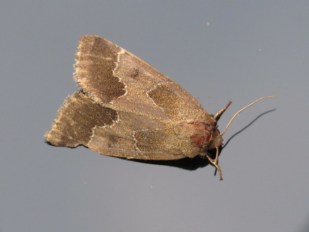 Thoreau's Flower Moth from Bellbrook, Greene County, OH, USA on August ...