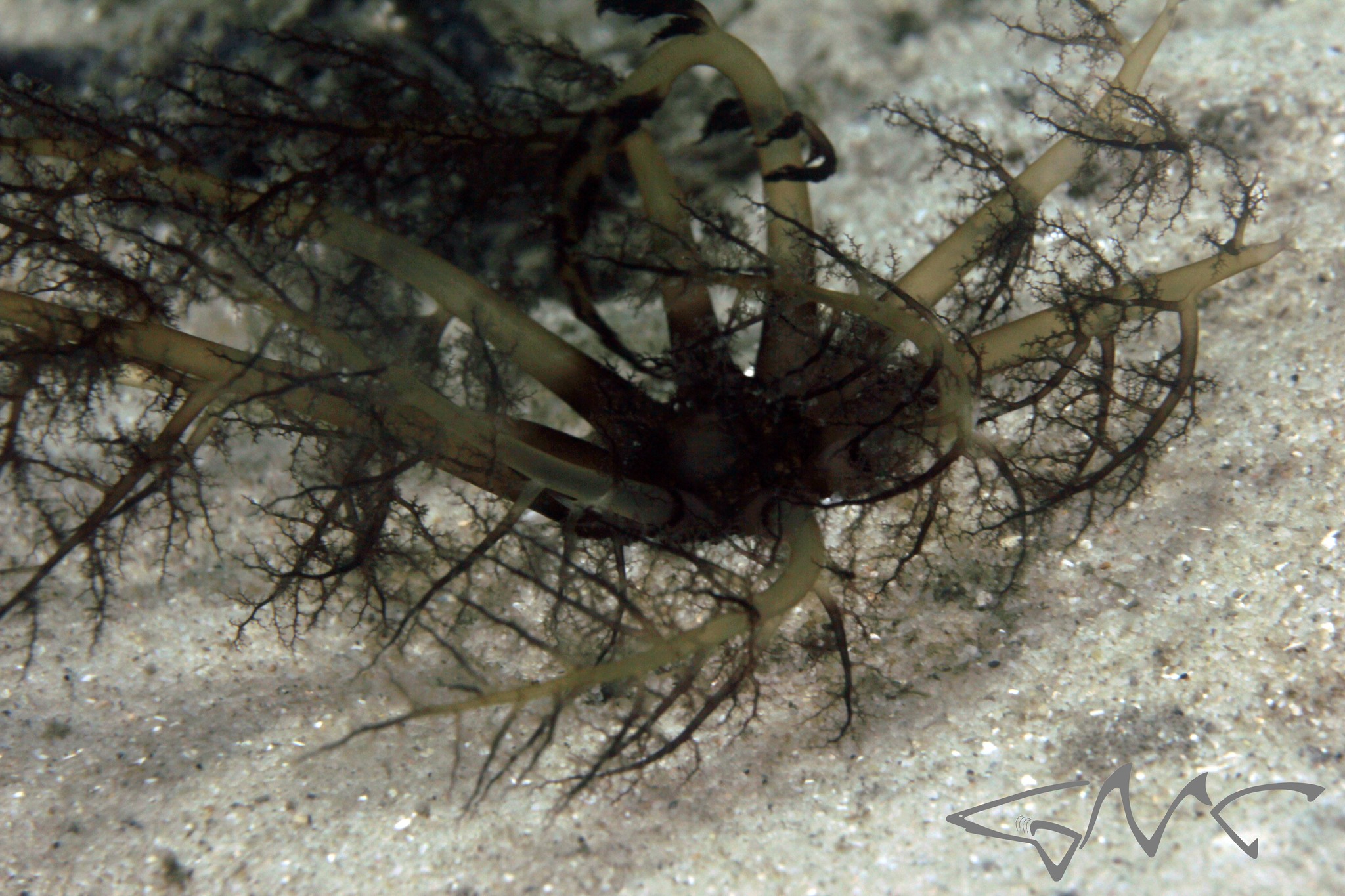 Massinium magnum (Ludwig, 1882)