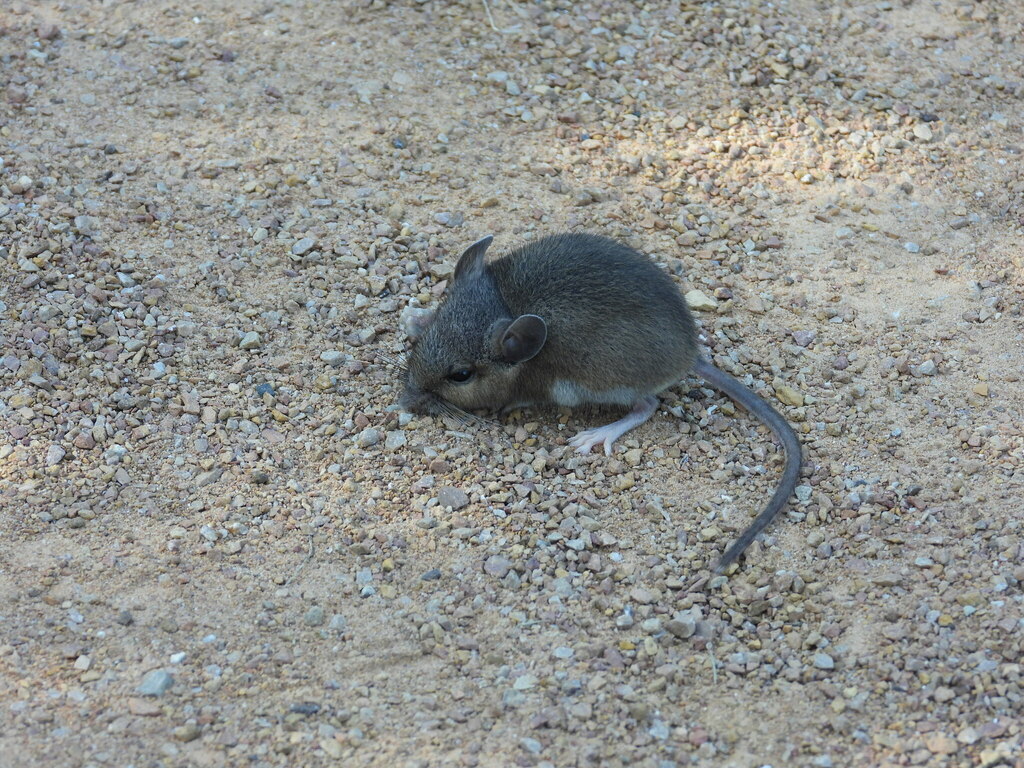 North American Deer Mice from Falcon Heights, MN, USA on August 19 ...