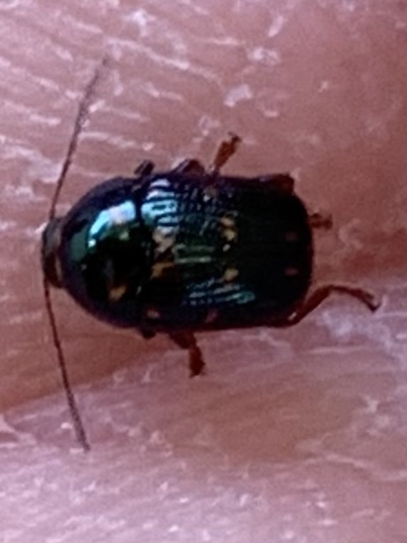 Cryptocephalus nigrocinctus in August 2023 by Lucas Garriga · iNaturalist