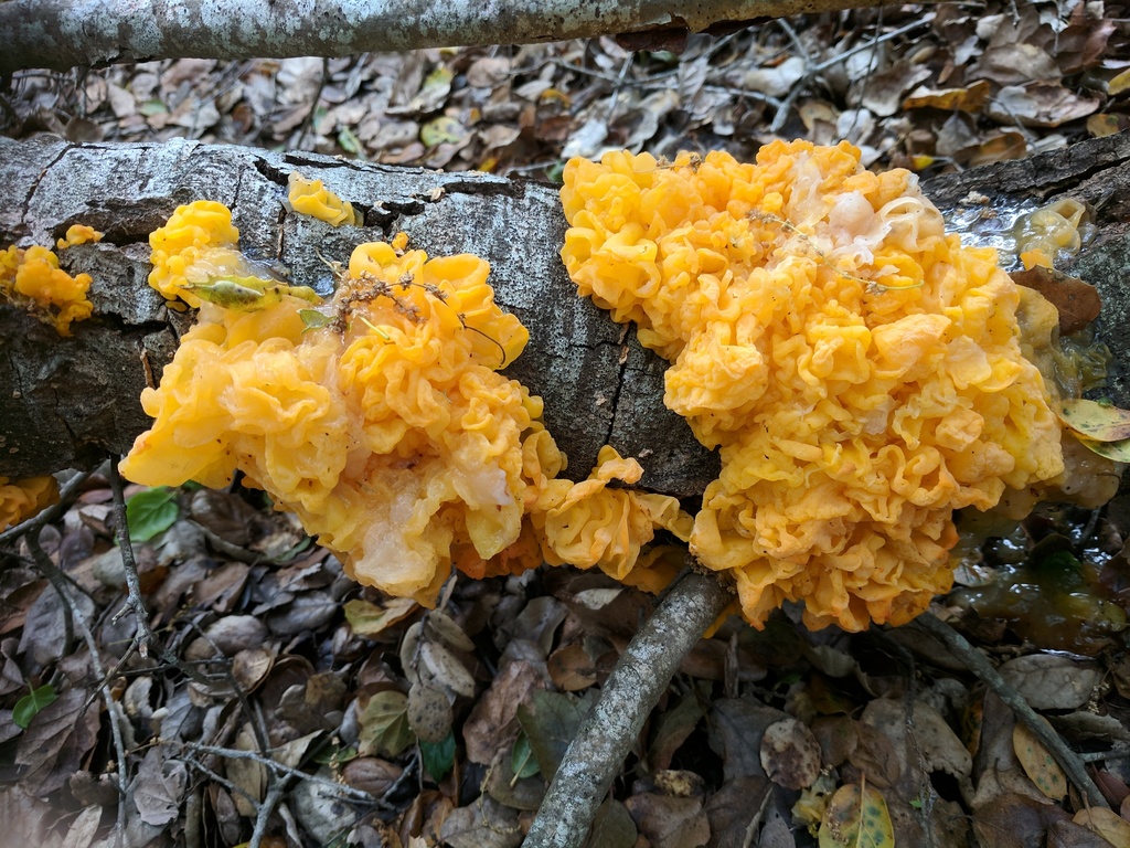 golden ear from Santa Cruz County, CA, USA on February 11, 2019 at 01: ...