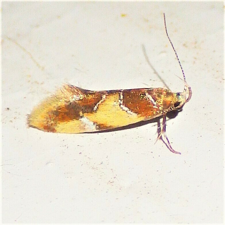 Orange-headed Callima Moth from Fitzgerald Rd, Burdett, NY 14818, USA ...
