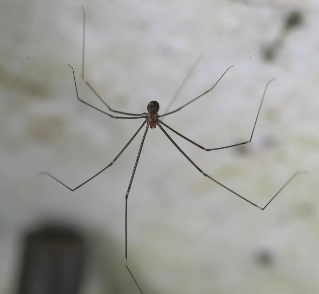Cellar Spiders from Zona rural de Paudalho - Pernambuco on August 20 ...