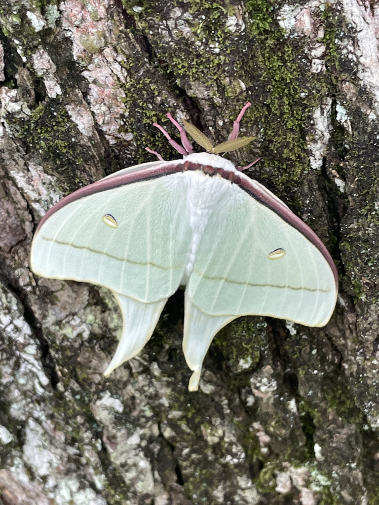Actias aliena aliena in August 2023 by karlfitzgeraldart · iNaturalist