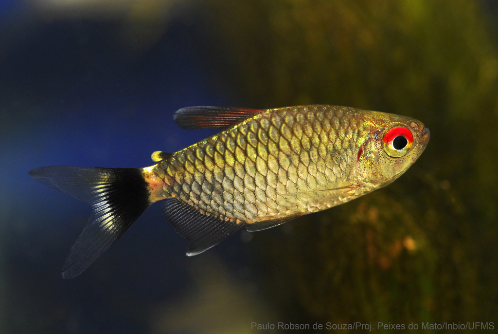 Carps, characins, catfishes and allies (Ostariophysi) - Marine Life ...