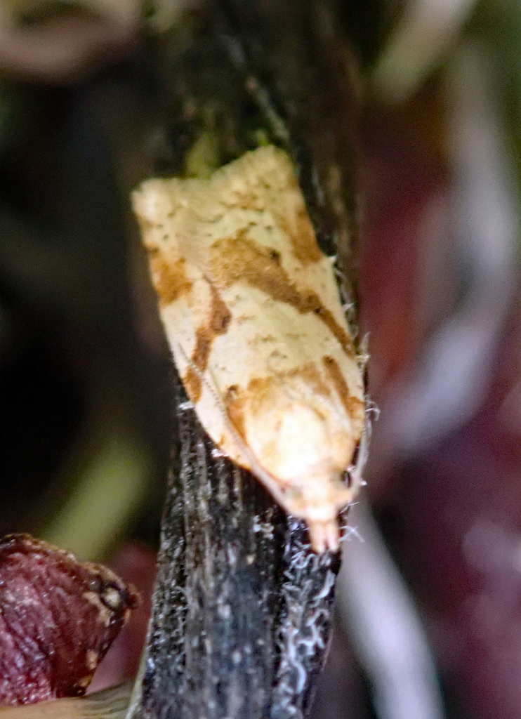 Yellow Field Bell Moth from Chatham Islands, Rekohu (Chatham Island ...