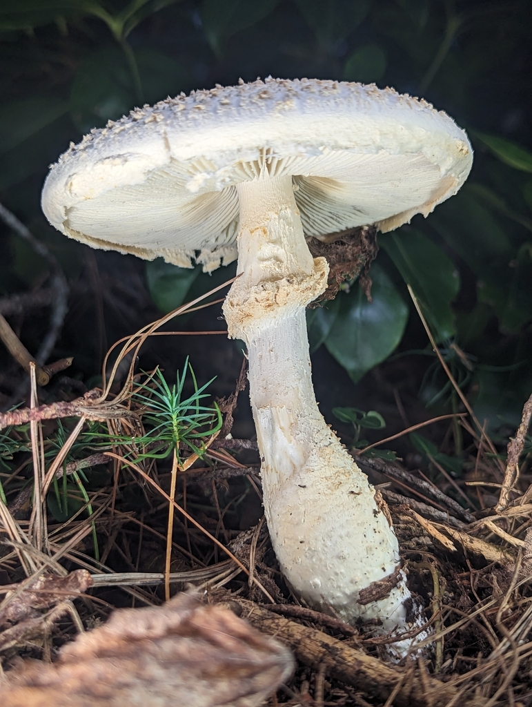 Amanita sect. Roanokenses from Henderson County, US-NC, US on August 23 ...