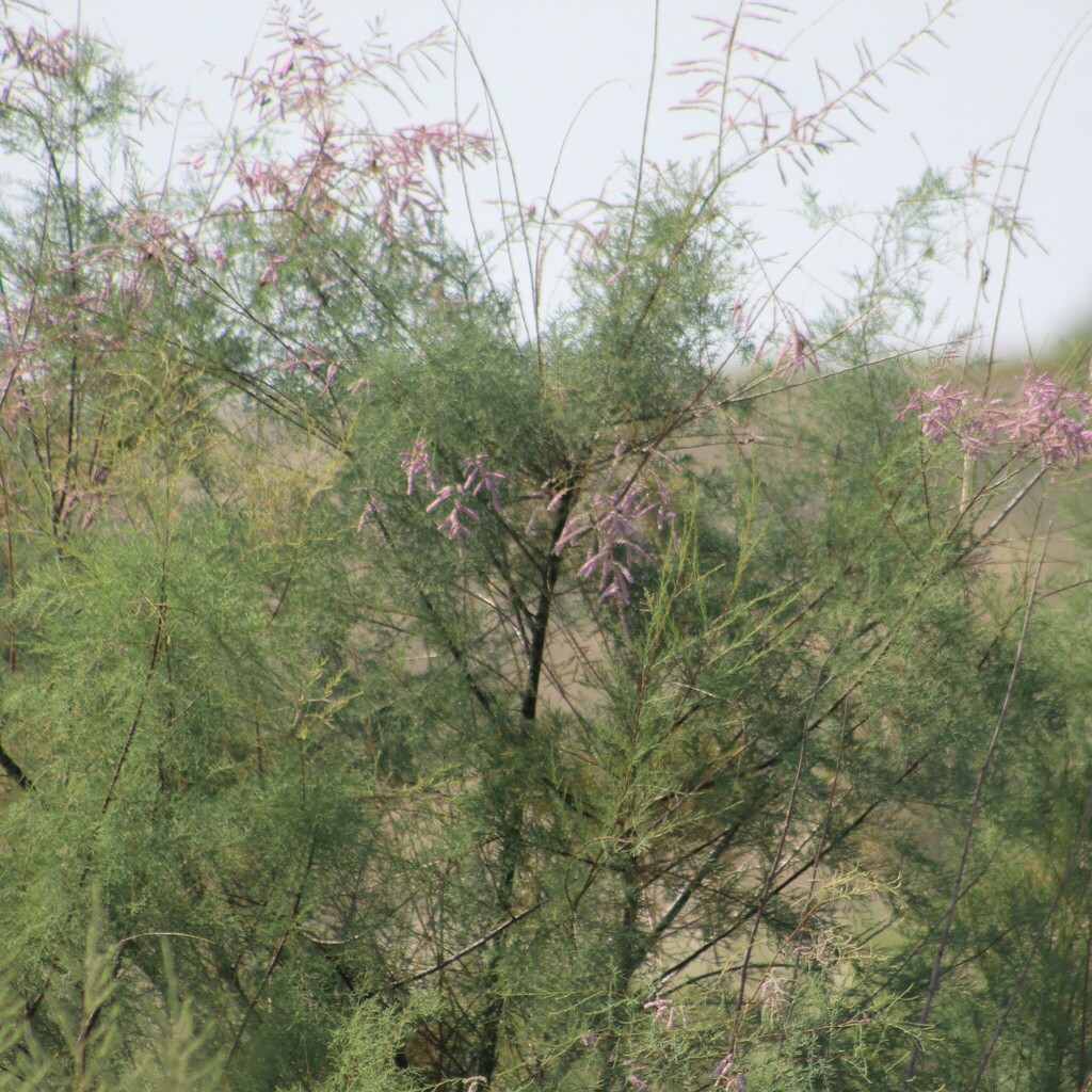 saltcedar from Canyon County, ID, USA on August 23, 2023 at 04:14 PM by ...