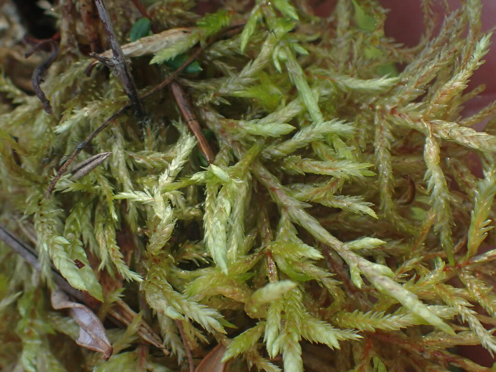 Red-stemmed Feather Moss from Cariboo, BC, Canada on August 1, 2023 at ...