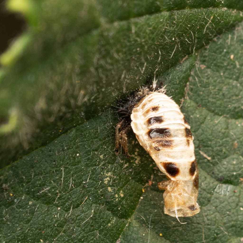 Insects from Marpole, Vancouver, BC, Canada on August 23, 2023 at 04:02 ...