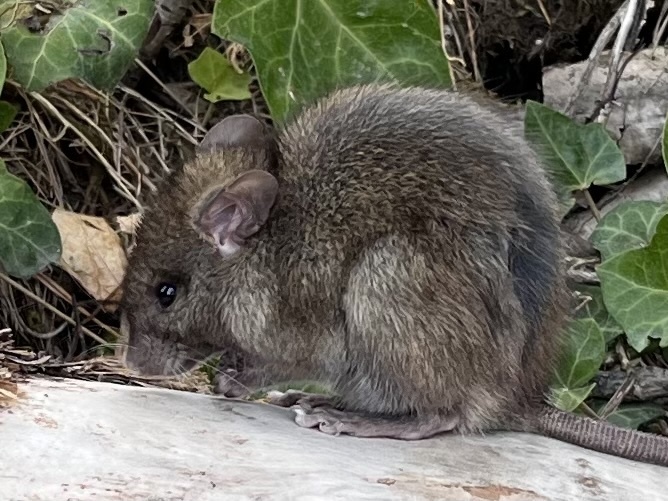 Black Rat from Warren G. Magnuson Park, Seattle, WA, US on August 23 ...