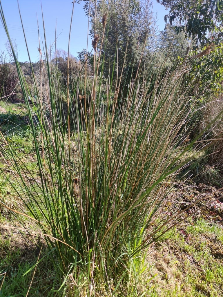 Great Soft-rush in August 2023 by hccsreed. Near wetland · iNaturalist
