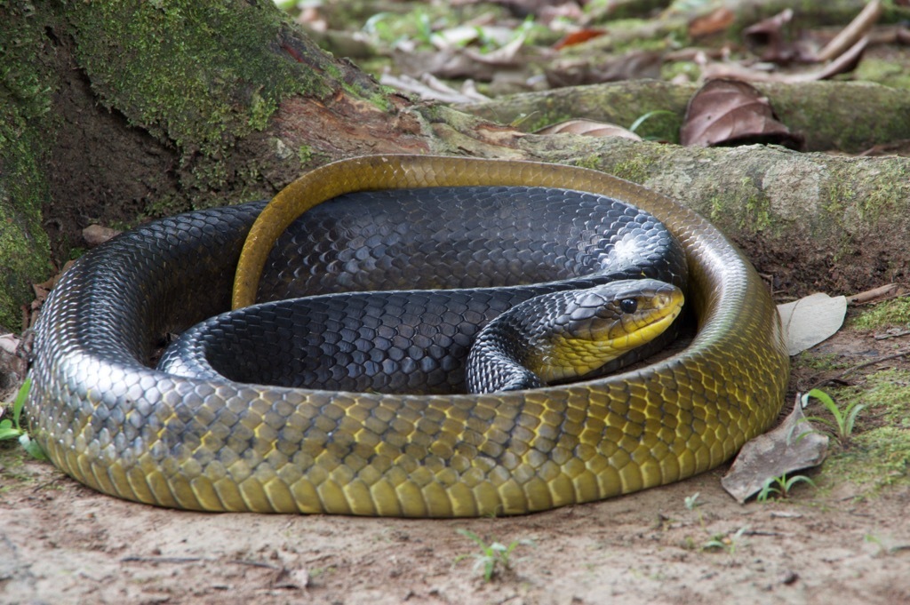 Drymarchon corais corais (Snakes of Rio de Janeiro State, Brazil ...
