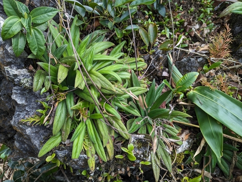 Primulina balansae · iNaturalist United Kingdom